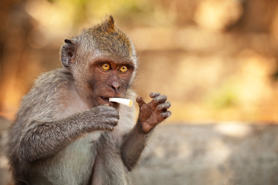 Smooking Images – Browse 257 Stock Photos, Vectors, and Video | Adobe Stock