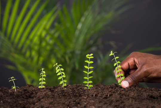 Black People Planting Trees