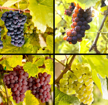 Weinsorten bilder – Bläddra bland 573 stockfoton, vektorer och videor ...