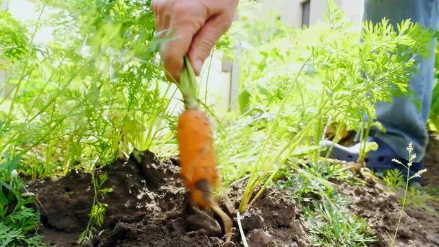 รูปภาพKarottenernte – เลือกดูภาพถ่ายสต็อก เวกเตอร์ และวิดีโอ92 | Adobe ...