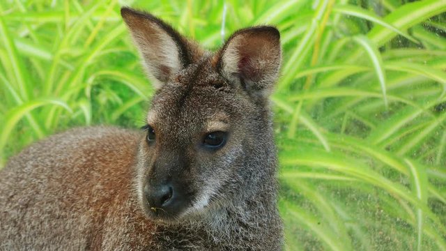 "Dama Wallaby" Images – Browse 635 Stock Photos, Vectors, and Video ...