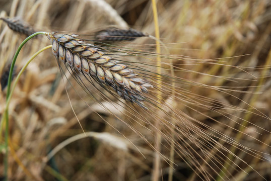 Imágenes de Emmer: descubre bancos de fotos, ilustraciones, vectores y ...