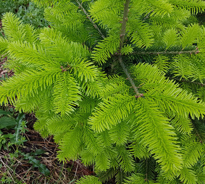 Konifere Images – Browse 2,963 Stock Photos, Vectors, and Video | Adobe ...