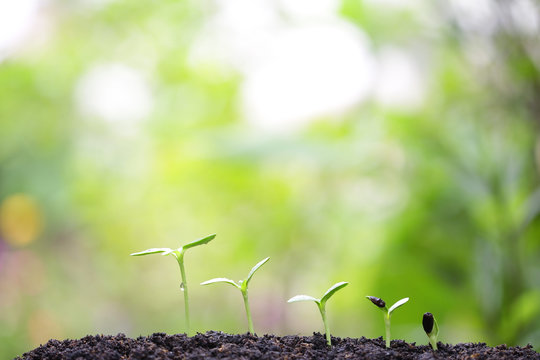 Sapling Images – Browse 86,048 Stock Photos, Vectors, and Video | Adobe ...