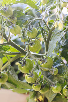 รูปภาพFarden – เลือกดูภาพถ่ายสต็อก เวกเตอร์ และวิดีโอ176 | Adobe Stock