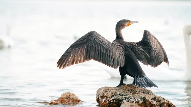 รูปภาพCormorant – เลือกดูภาพถ่ายสต็อก เวกเตอร์ และวิดีโอ102,424 | Adobe ...