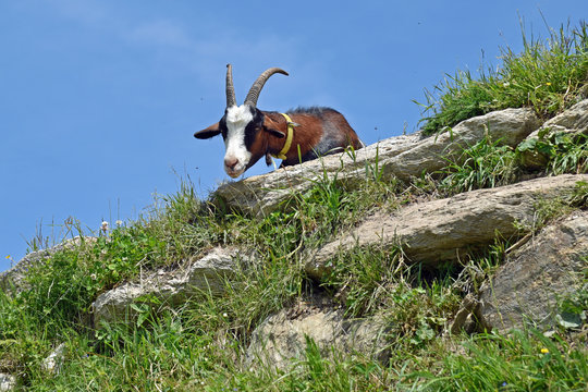 Bergziege bilder – Bläddra bland 795 stockfoton, vektorer och videor ...