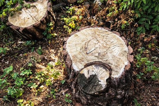 รูปภาพTreestumps – เลือกดูภาพถ่ายสต็อก เวกเตอร์ และวิดีโอ344 | Adobe Stock