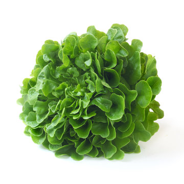 「Salanova」の写真素材 | 117件の無料イラスト画像 | Adobe Stock