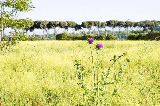 Selvagio 이미지 – 찾아보기 14 스톡 사진, 벡터 및 비디오 | Adobe Stock