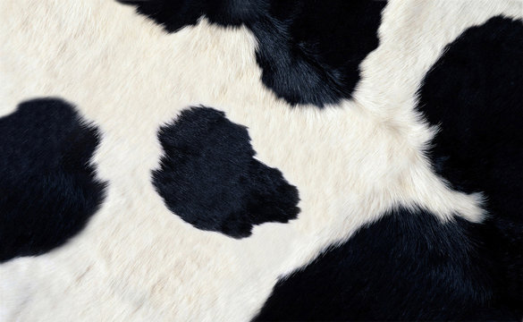 11,399 BEST Cow Print Background IMAGES, STOCK PHOTOS & VECTORS | Adobe ...