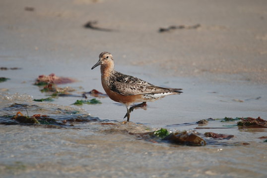 Knutt Images – Browse 67 Stock Photos, Vectors, and Video | Adobe Stock