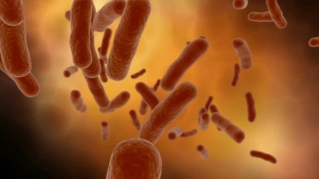 รูปภาพBacilli – เลือกดูภาพถ่ายสต็อก เวกเตอร์ และวิดีโอ5,825 | Adobe Stock