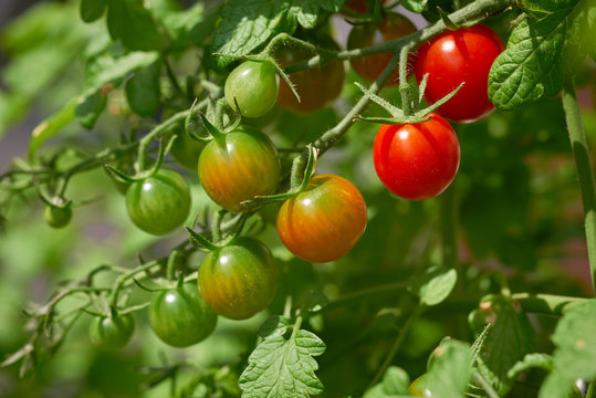 รูปภาพTomatenstaude – เลือกดูภาพถ่ายสต็อก เวกเตอร์ และวิดีโอ131 | Adobe ...