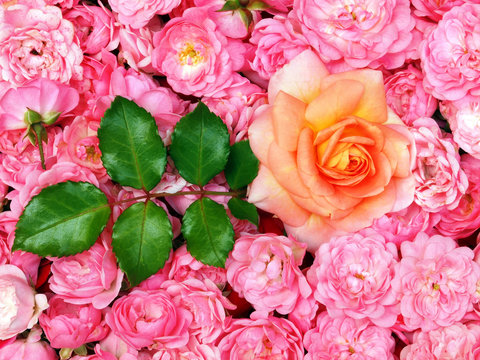 Rosenbett Images – Browse 40 Stock Photos, Vectors, and Video | Adobe Stock