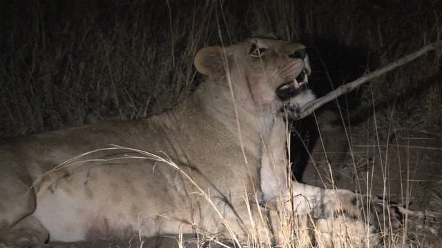 "Untamed Animal" Bilder – Durchsuchen 1,068 Archivfotos, Vektorgrafiken ...