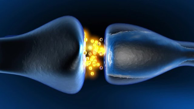 Neurotransmission Animation