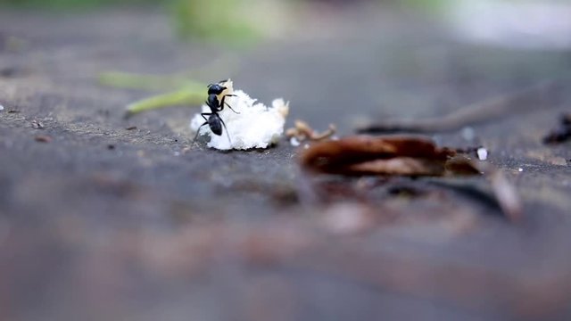 Tocandira Imagens – Procure 122 fotos, vetores e vídeos | Adobe Stock