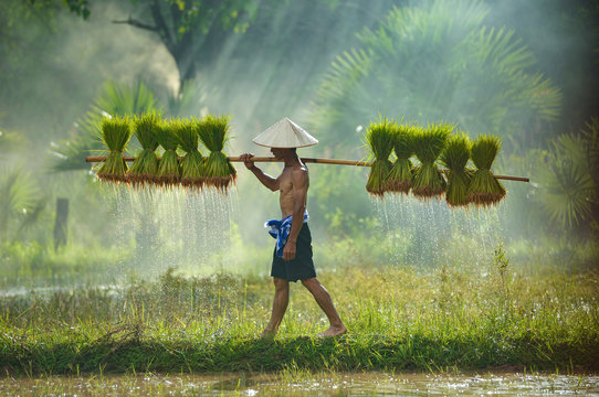 Rice Plant Pictures