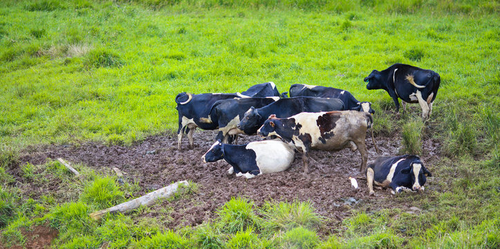 Docility Bilder – Durchsuchen 451 Archivfotos, Vektorgrafiken und ...