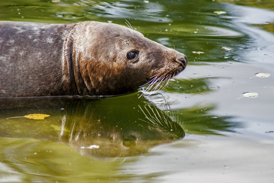 Foka Images – Browse 275 Stock Photos, Vectors, and Video | Adobe Stock