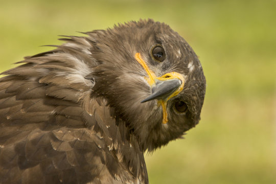 Arend Images – Browse 299 Stock Photos, Vectors, and Video | Adobe Stock