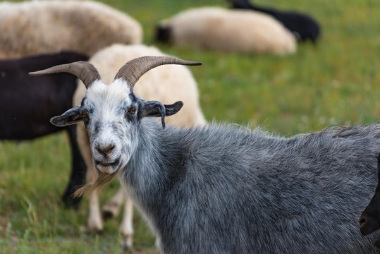 Zicke 이미지 – 찾아보기 1,226 스톡 사진, 벡터 및 비디오 | Adobe Stock
