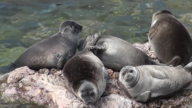 "Baikal Seal" Images – Browse 622 Stock Photos, Vectors, and Video ...