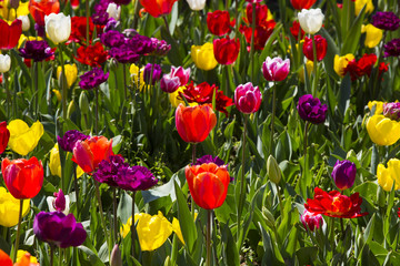 Free Spring Images & Photos - Royalty Free Pictures, Unlimited ...