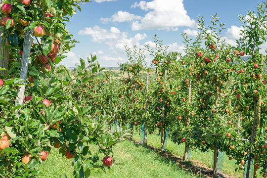 「Obstplantage」の画像 - 3,125 件の Stock 写真、ベクターおよびビデオ | Adobe Stock
