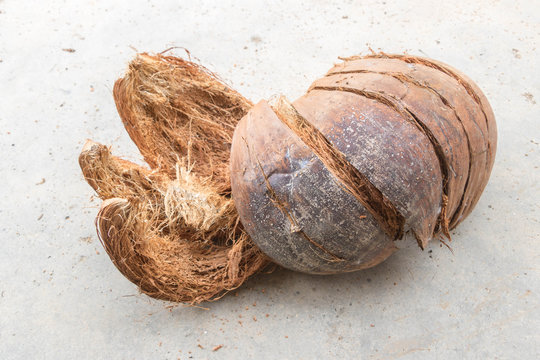 รูปภาพSpathe – เลือกดูภาพถ่ายสต็อก เวกเตอร์ และวิดีโอ3,620 | Adobe Stock