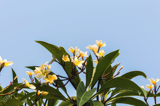 รูปภาพTemple-Tree – เลือกดูภาพถ่ายสต็อก เวกเตอร์ และวิดีโอ182 | Adobe Stock