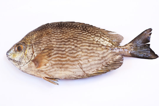 Javus Images – Browse 29 Stock Photos, Vectors, and Video | Adobe Stock