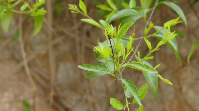 Volubile Images – Browse 208 Stock Photos, Vectors, and Video | Adobe Stock