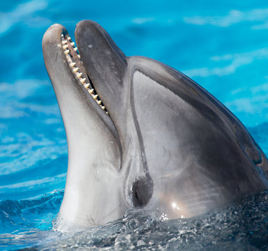 รูปภาพDolfin – เลือกดูภาพถ่ายสต็อก เวกเตอร์ และวิดีโอ528 | Adobe Stock