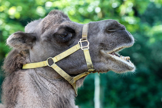 「Tylopoda」の写真素材 | 199件の無料イラスト画像 | Adobe Stock