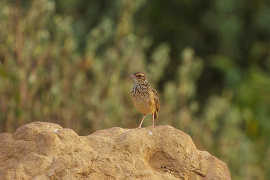 "Bush Lark"-Bilder: Stock-Fotos & -Videos. | Adobe Stock