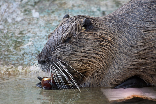 「Castorimorpha」の写真素材 | 79件の無料イラスト画像 | Adobe Stock