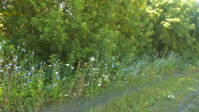 Gaol-Bird bilder – Bläddra bland 19 stockfoton, vektorer och videor ...