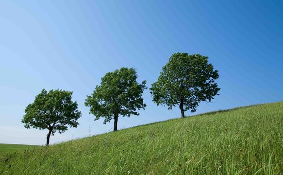 「Oakling」の写真素材 | 42件の無料イラスト画像 | Adobe Stock