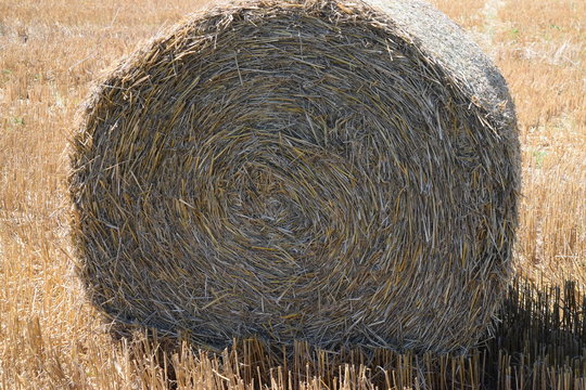 "Ballot De Paille" Images – Browse 366 Stock Photos, Vectors, and Video ...