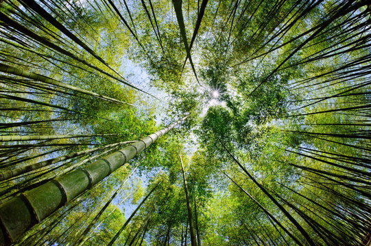 「Banboo」の写真素材 | 202件の無料イラスト画像 | Adobe Stock