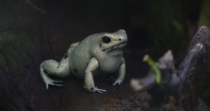 Frogling Images – Browse 244 Stock Photos, Vectors, and Video | Adobe Stock