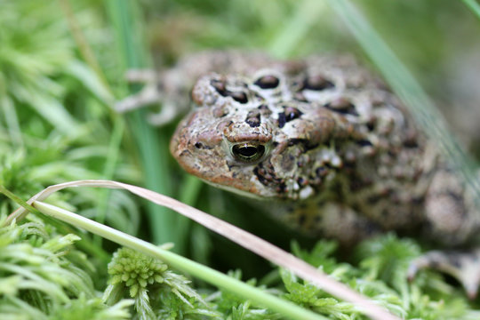 Crapeau Images – Browse 53 Stock Photos, Vectors, and Video | Adobe Stock