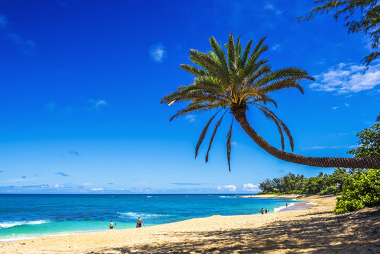 Pupukea Images – Browse 112 Stock Photos, Vectors, and Video | Adobe Stock