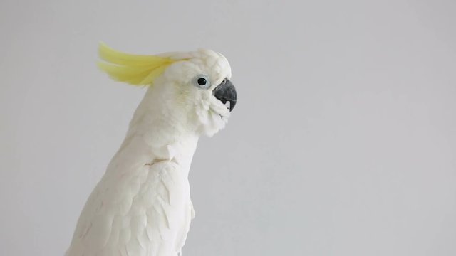 "Sulphur-Crested Cockatoo"-Bilder: Stock-Fotos & -Videos. | Adobe Stock