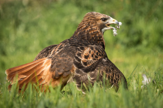 Chickenhawk Images – Browse 831 Stock Photos, Vectors, and Video ...