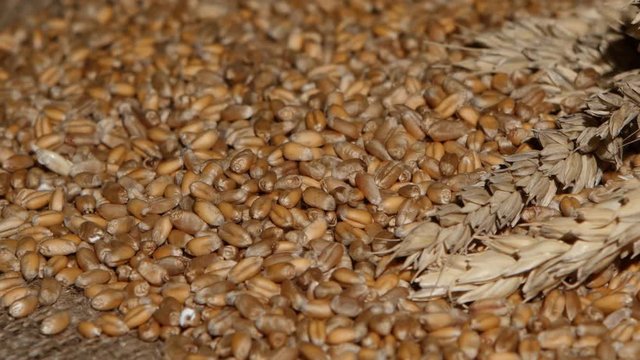 Cerel Images – Browse 31 Stock Photos, Vectors, and Video | Adobe Stock