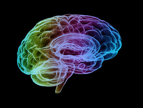 รูปภาพAmygdala – เลือกดูภาพถ่ายสต็อก เวกเตอร์ และวิดีโอ1,726 | Adobe Stock