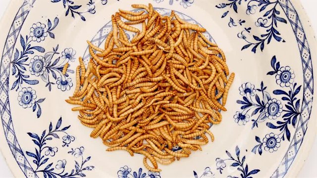 Mealworm Images – Browse 4,924 Stock Photos, Vectors, and Video | Adobe ...